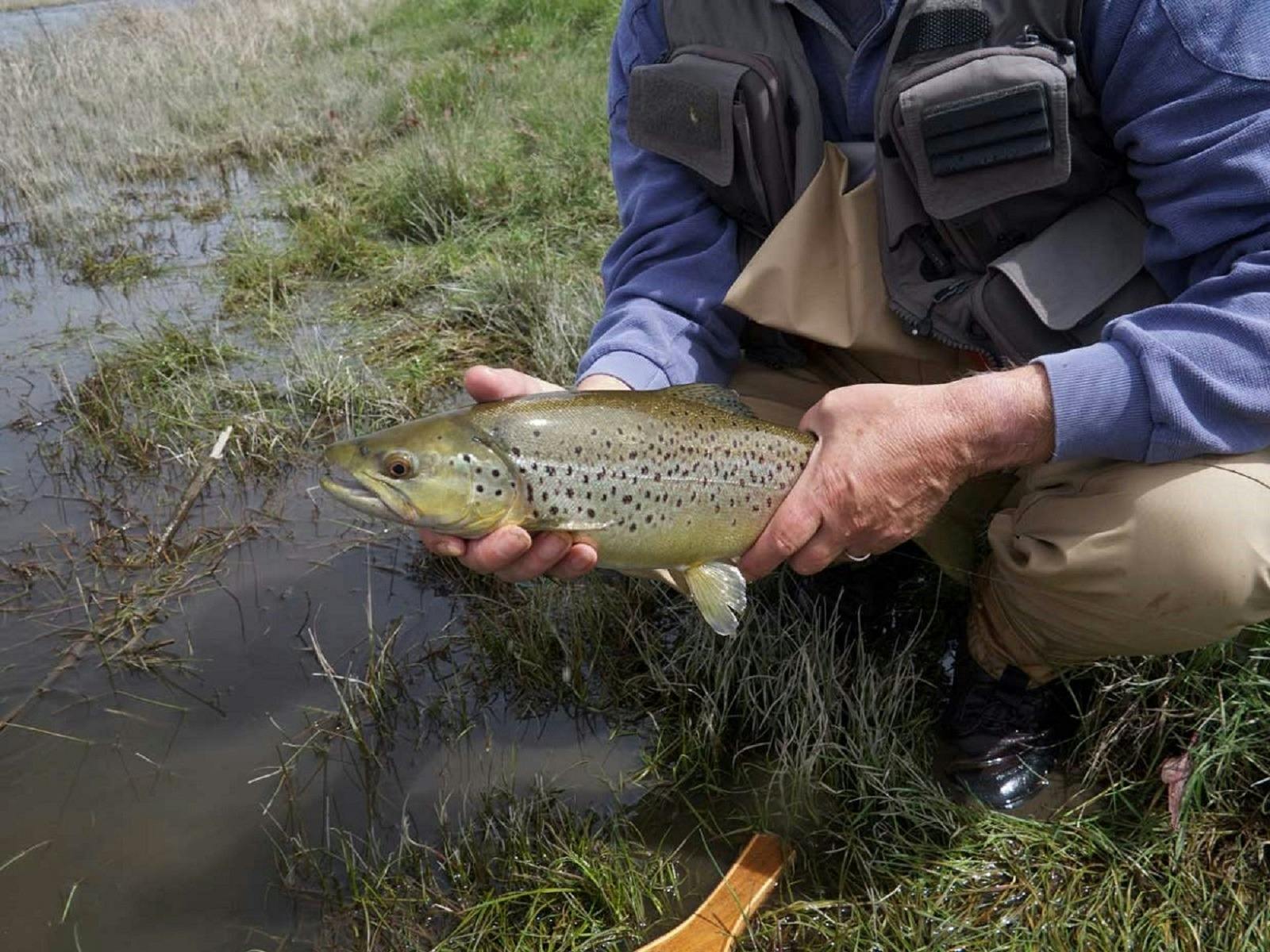 Snowy Monaro Fly Fishing | NSW Holidays & Accommodation, Things to Do ...