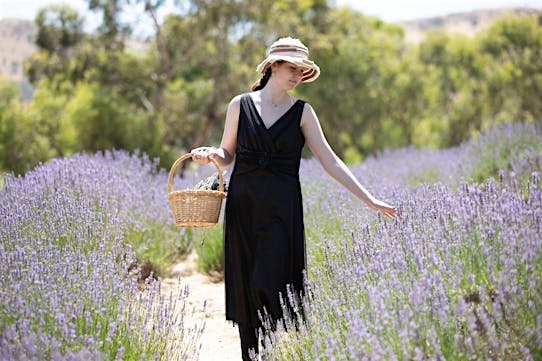 Lyndoch Lavender Farm & Cafe Guided Tours - Lyndoch, Tour | South...