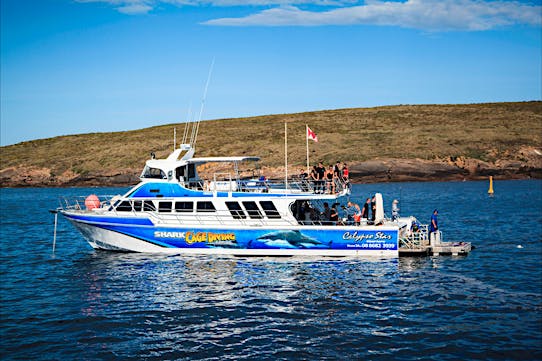 Shark Cage Diving One Day Tour - Port Lincoln, Tour Service | Sou...
