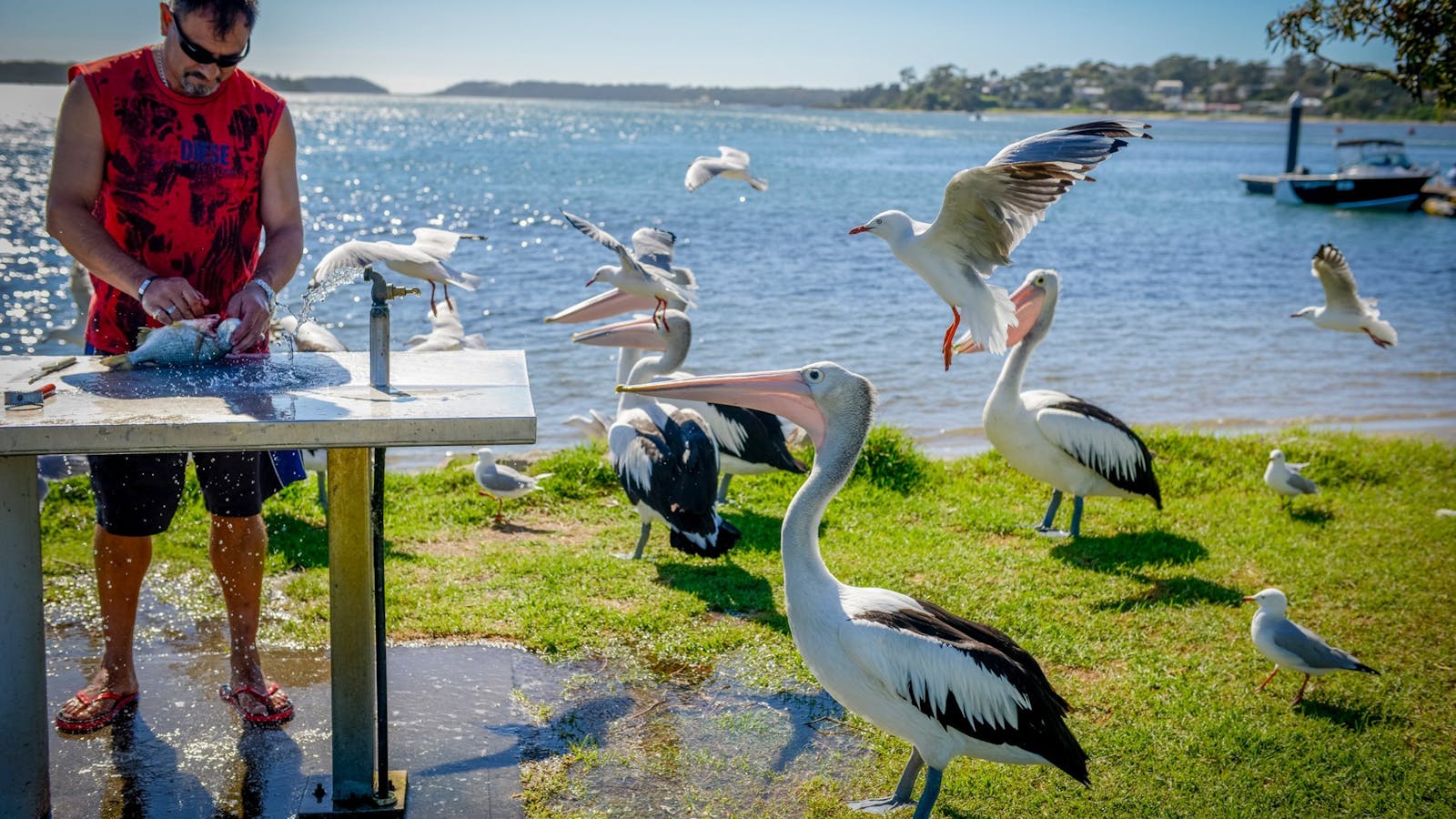Greenwell Point - Shoalhaven - South Coast NSW