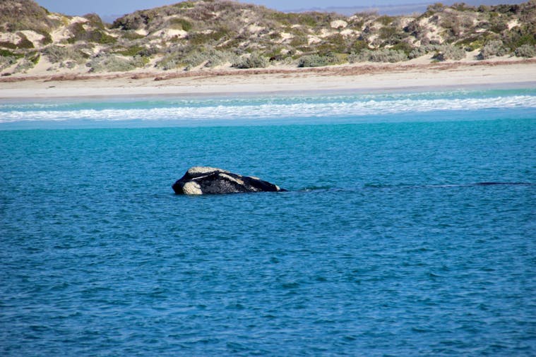 Winter Whale Watching and Wildlife Encounter - Port Lincoln, Tour...