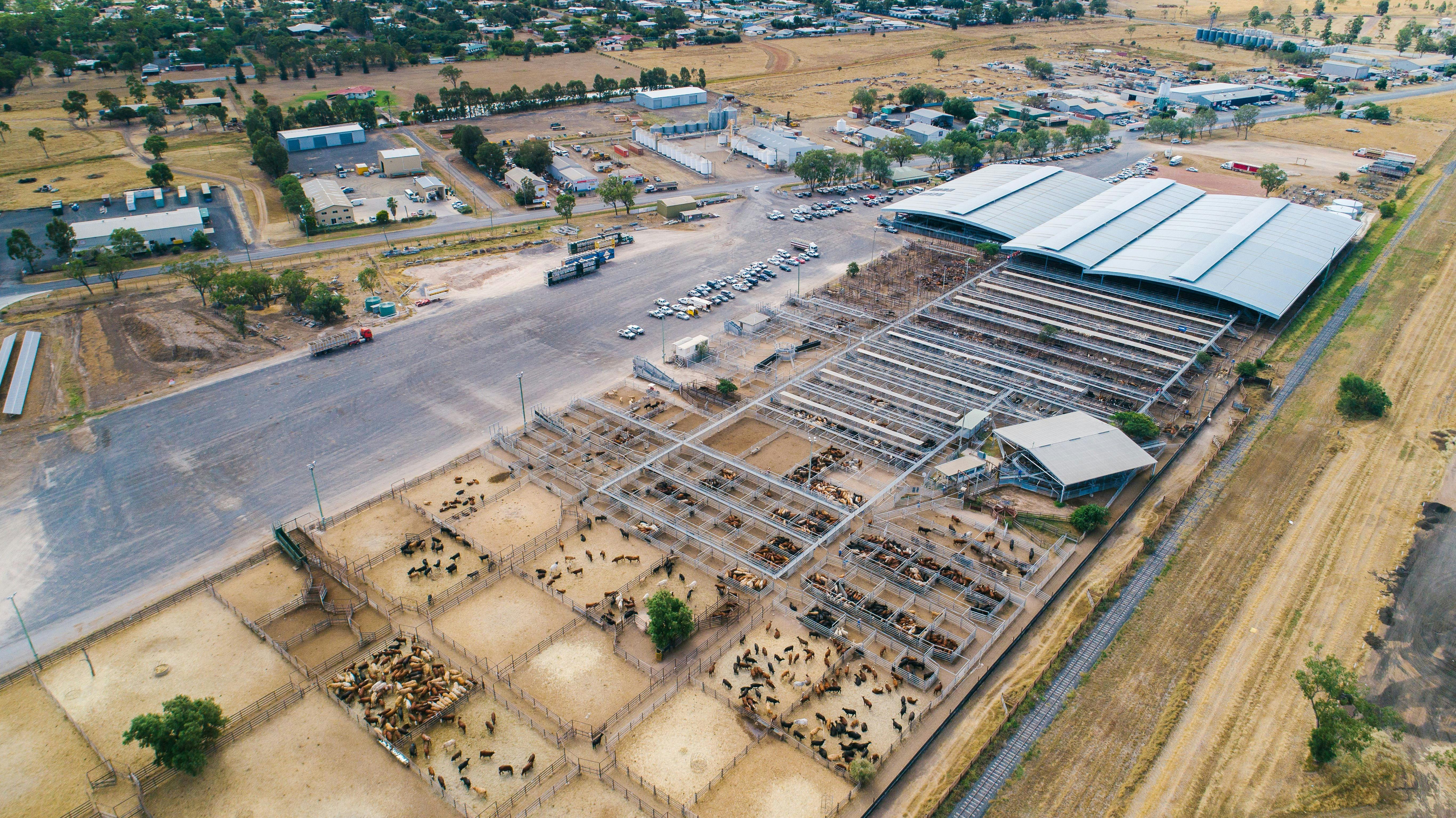 Dalby Saleyards Tours Wdrc | Tours | Queensland