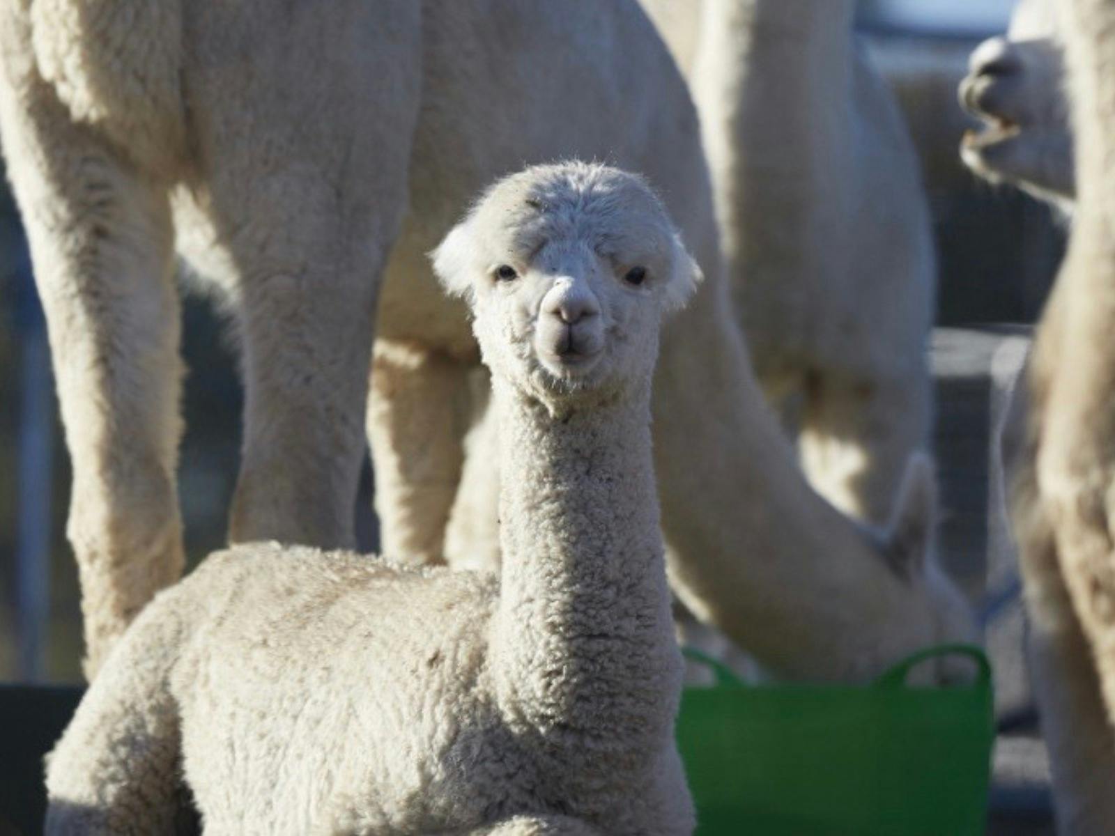 Alpaca Farm Tour | NSW Holidays & Accommodation, Things to Do ...