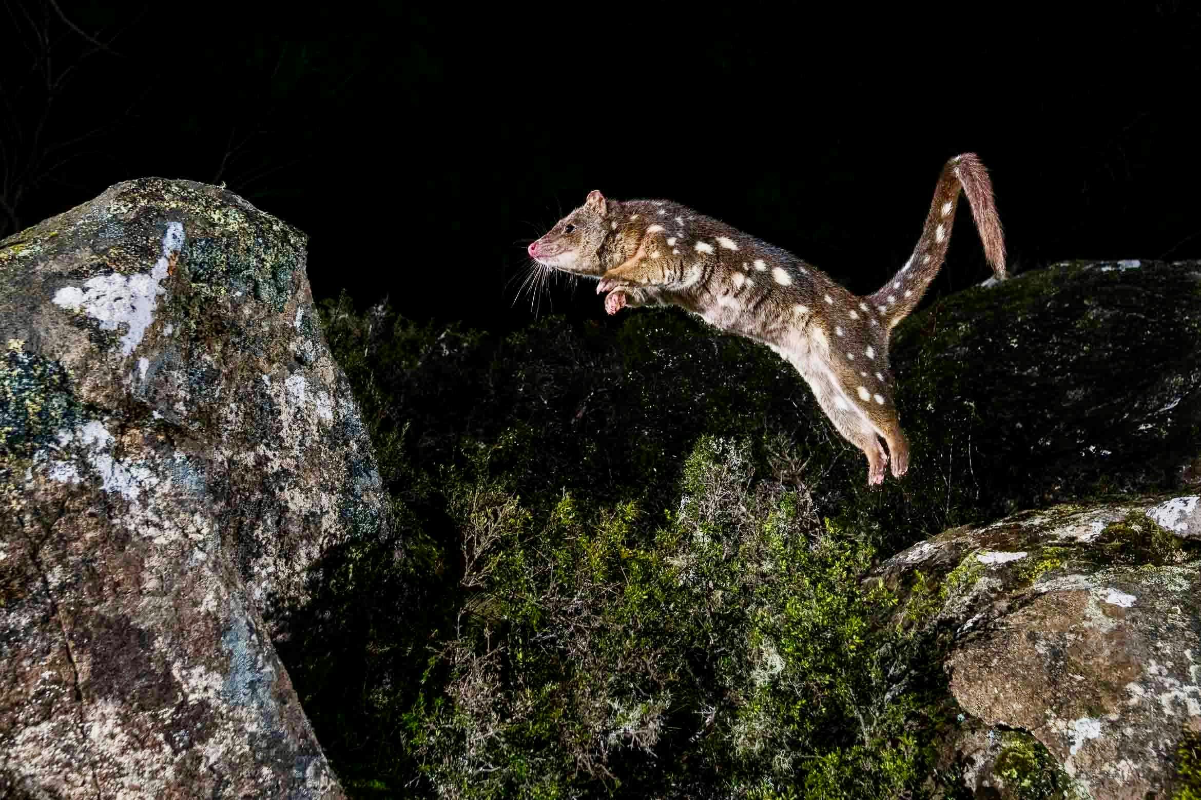 Quoll Headquarters Ecosystem Tour | NSW Holidays & Accommodation ...