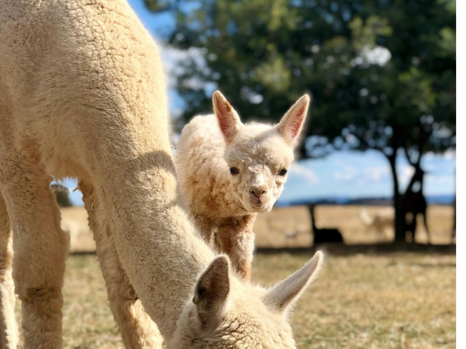 Alpaca Farm Tour | NSW Holidays & Accommodation, Things to Do ...