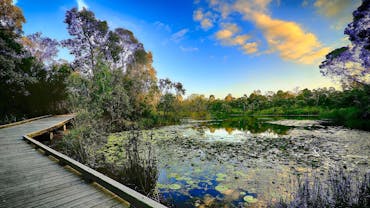 Spring Mountain Forest Park | Journeys | Queensland
