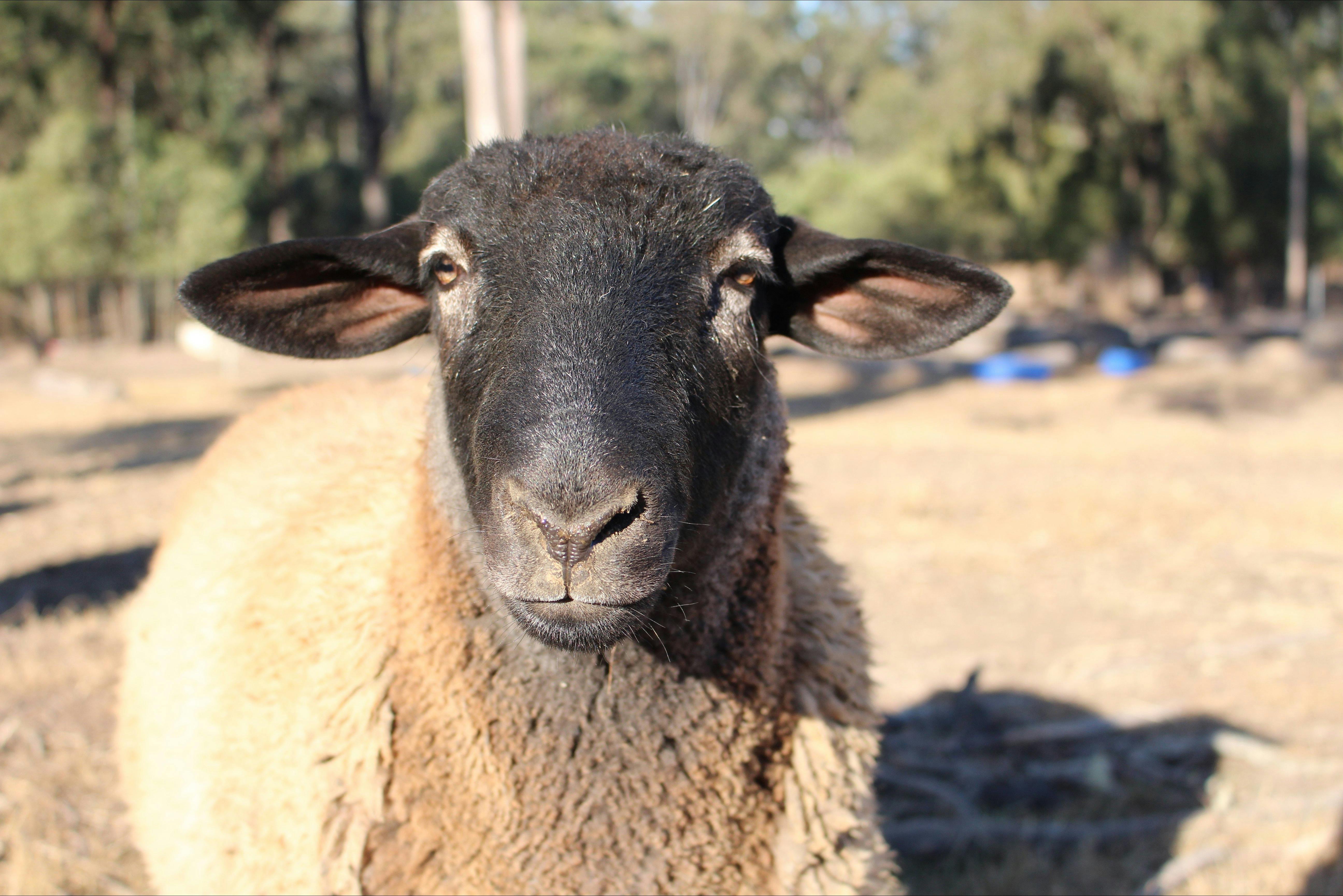 Haigslea EWE Nique Hobby Farm