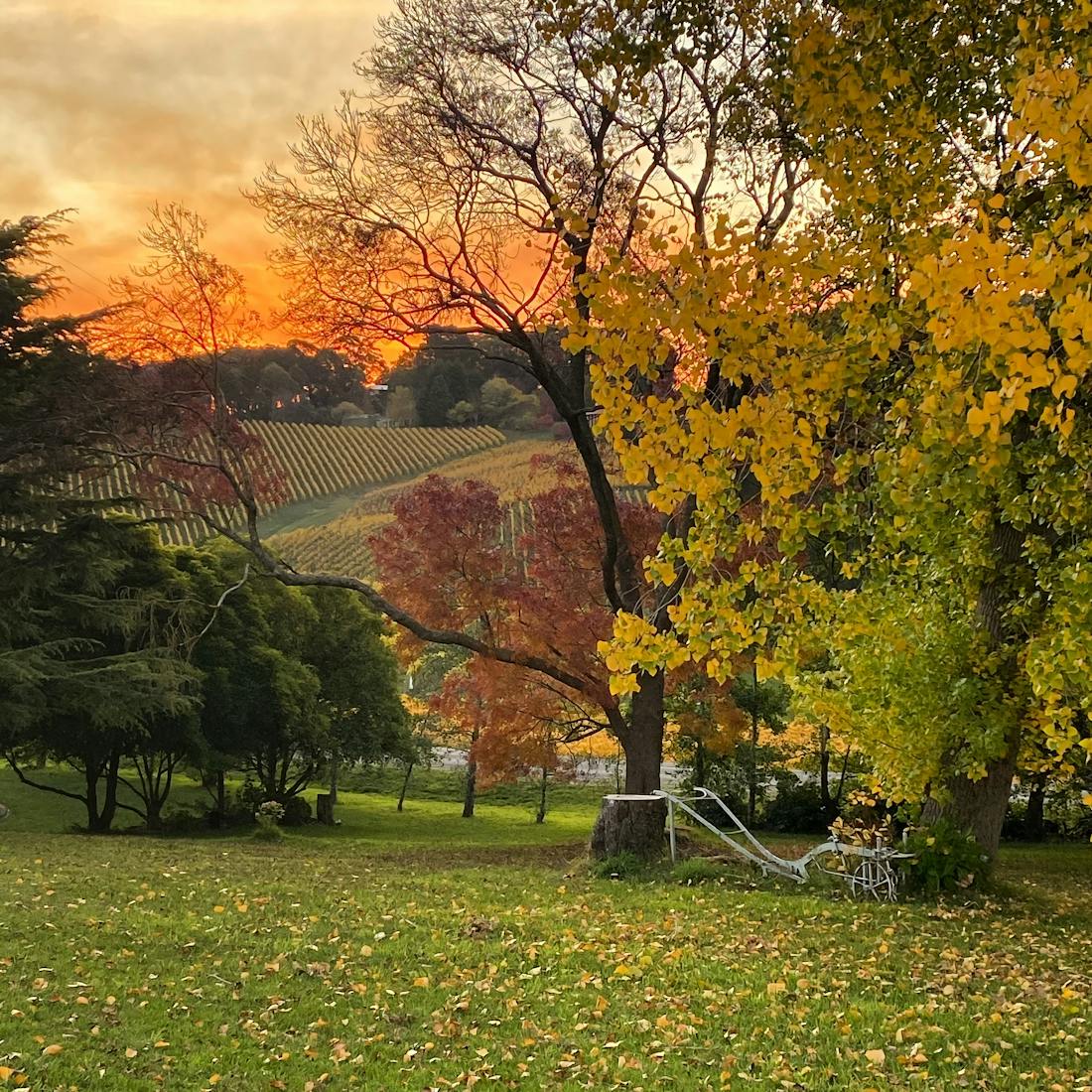 Pick Your Own Apples @Lenswood Estate - Lenswood, Tour Service