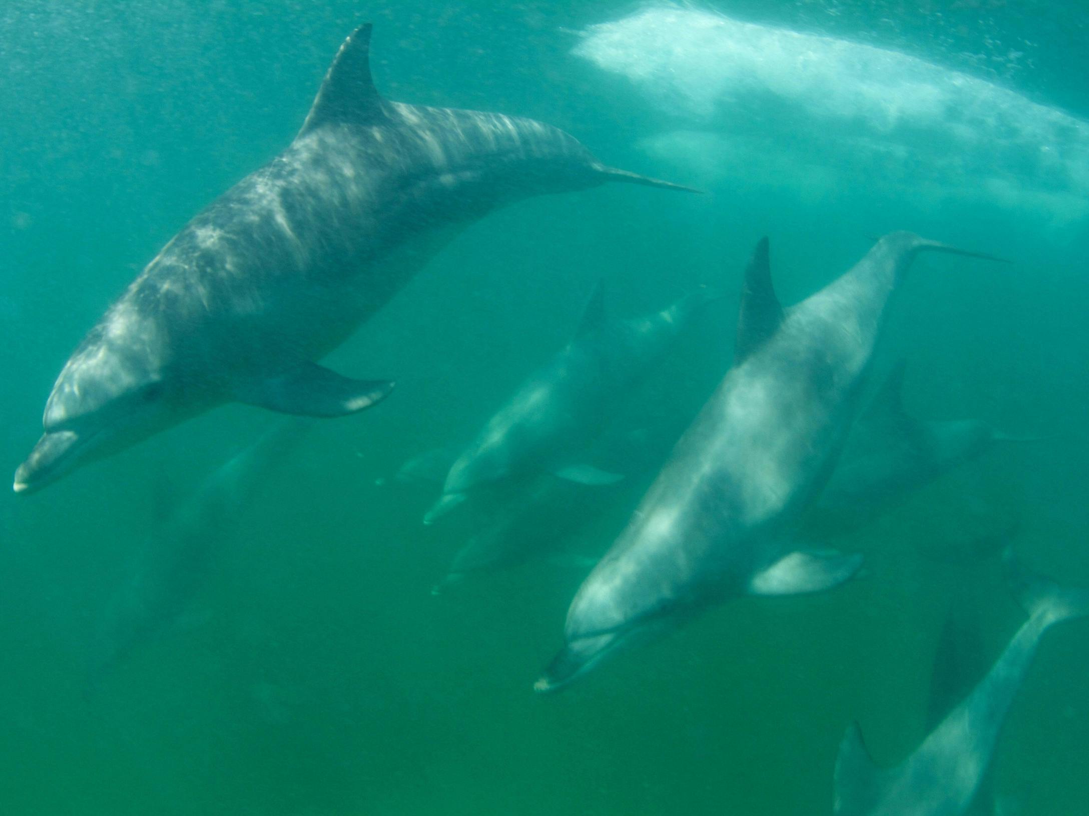 Wild Dolphin Watching - Itinerary - Tourism Western Australia
