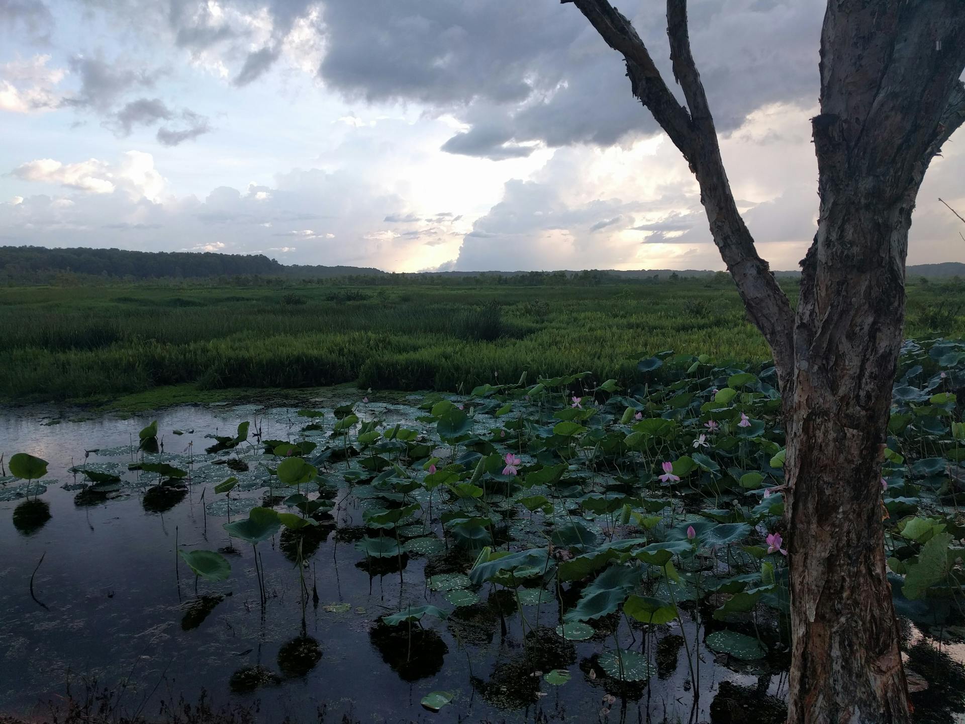 Fogg Dam Conservation Reserve in Humpty Doo - The Fold: Your Guide to ...