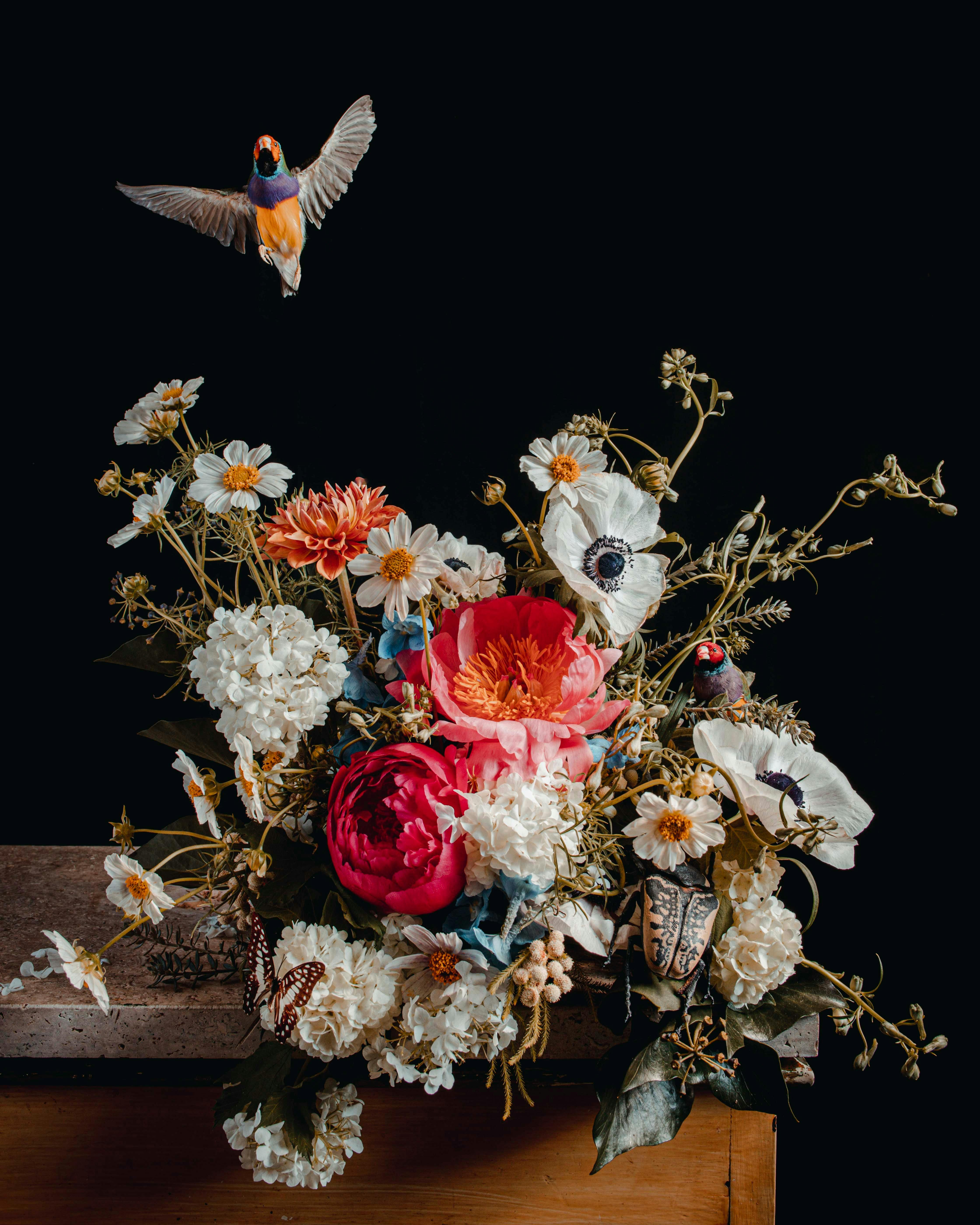 Rara Avis: Christina Lowry