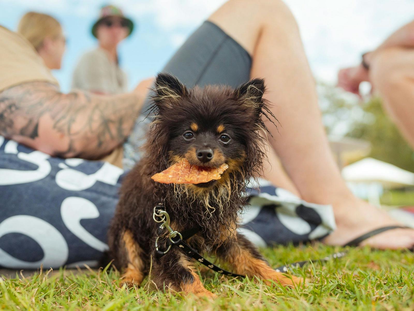 Pop-Up Pooch Party