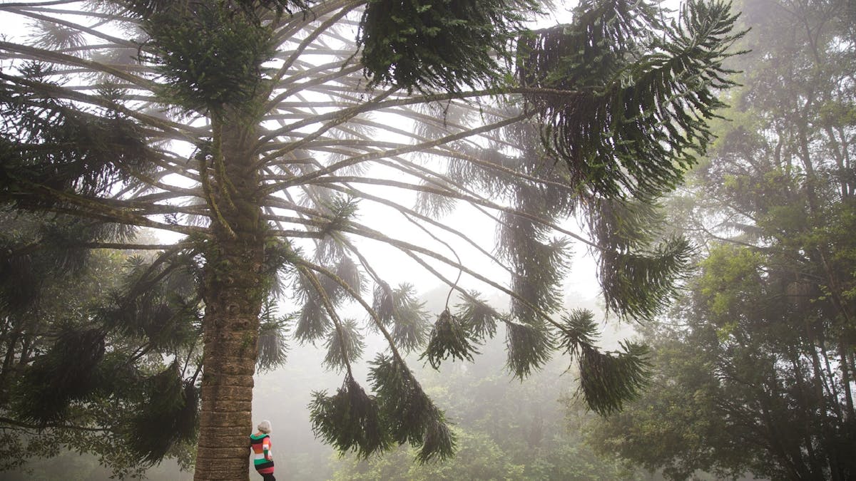 Mount Glorious | Destination-information | Queensland