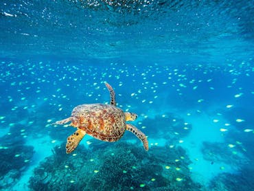 Coonarr Beach | Attractions | Queensland