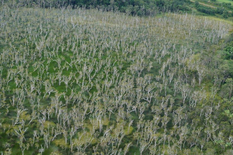 Russell River National Park | Cairns & Great Barrier Reef