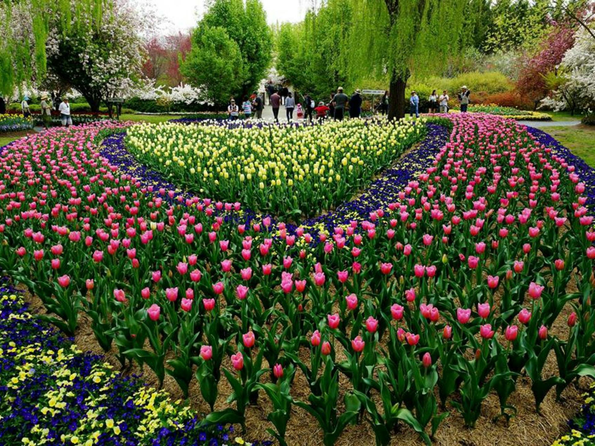Tulip Top Gardens in Sutton - The Fold: Your Guide to Everything ...