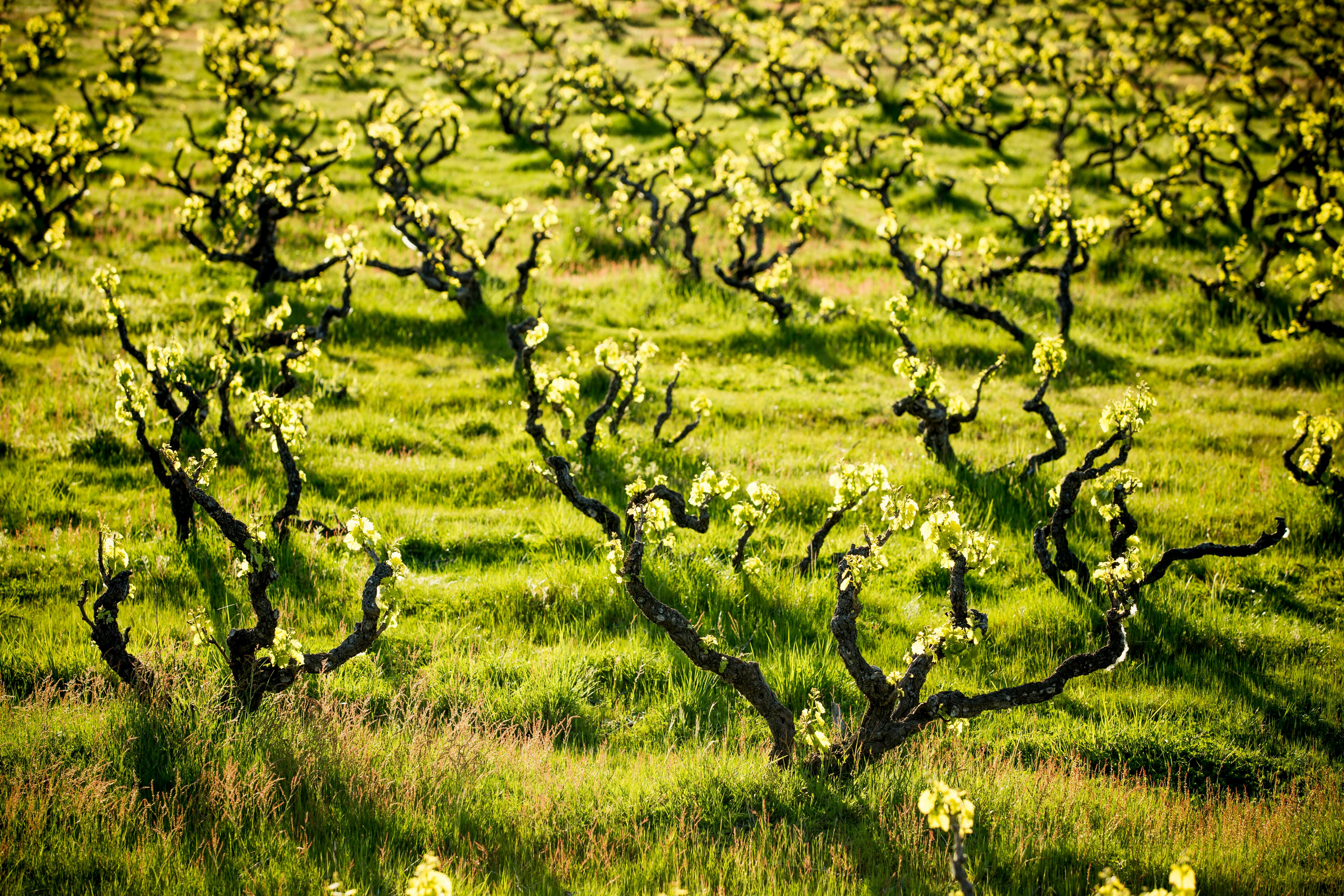 Yangarra Estate Vineyard | McLaren Vale