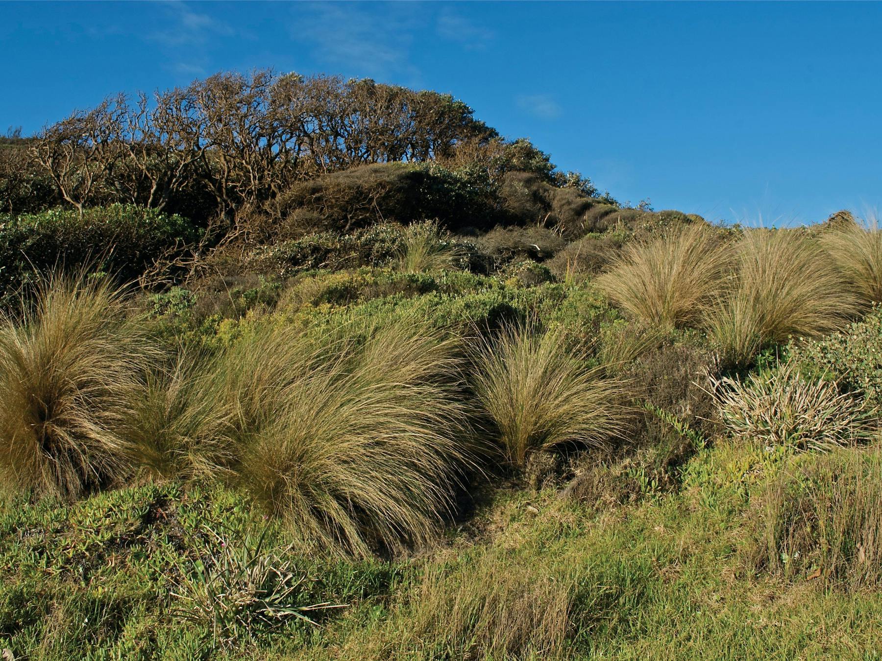 Cape Conran Coastal Park | Browse and Book Nearby Caravan Parks