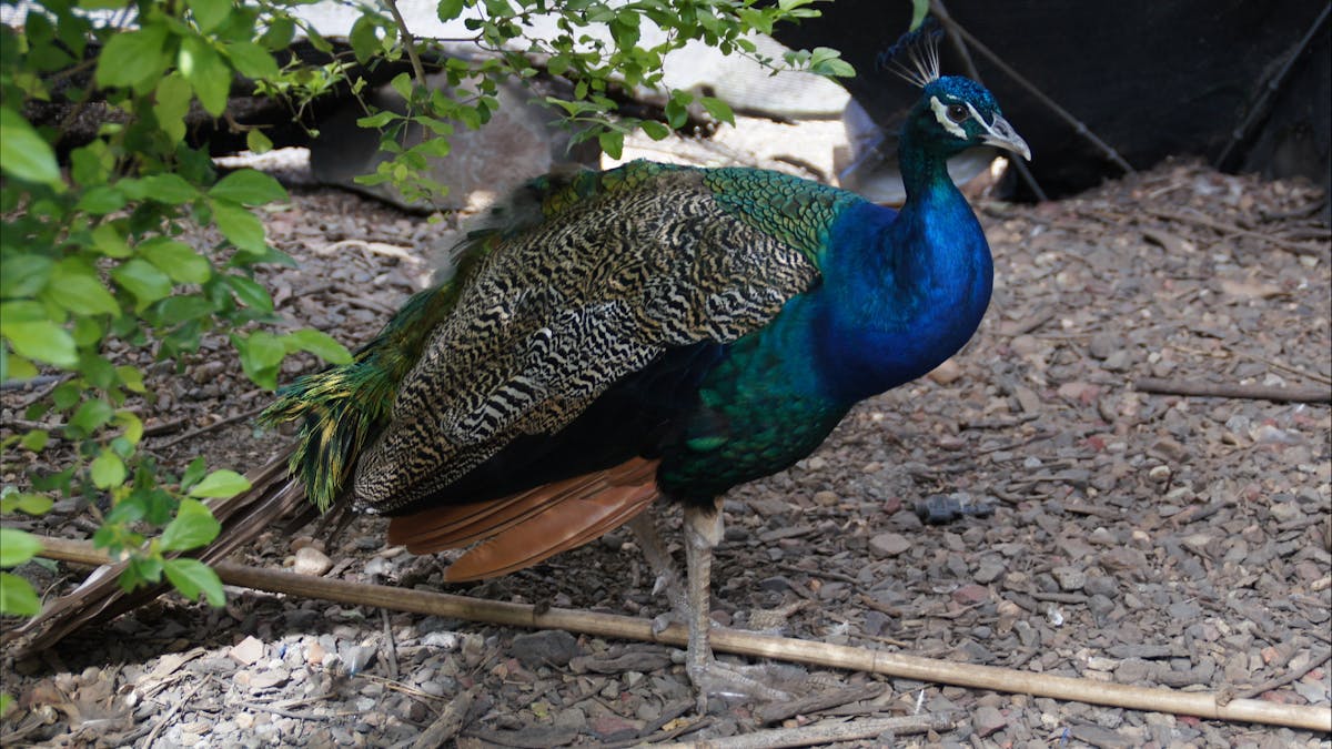 Apple Tree Creek | Destination-information | Queensland