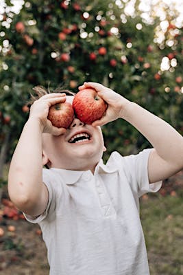 At Lenswood Pick Your Own Apples - Lenswood, Tour | South Australia