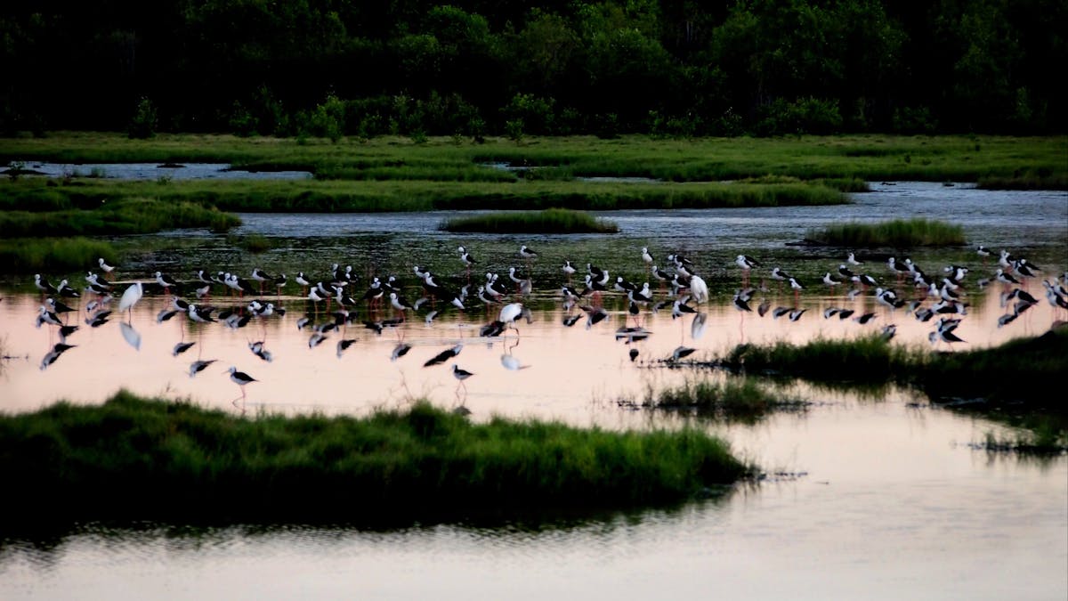 Ayr | Destination-information | Queensland