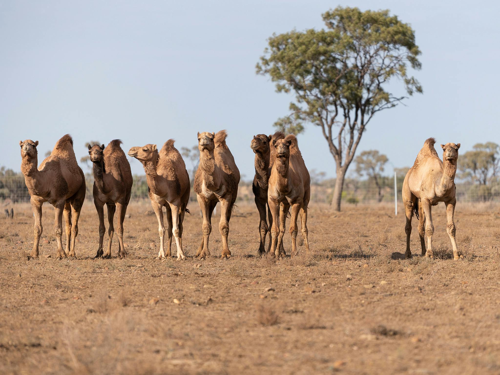 Outback Queensland Outback Pioneers - Outback Queensland