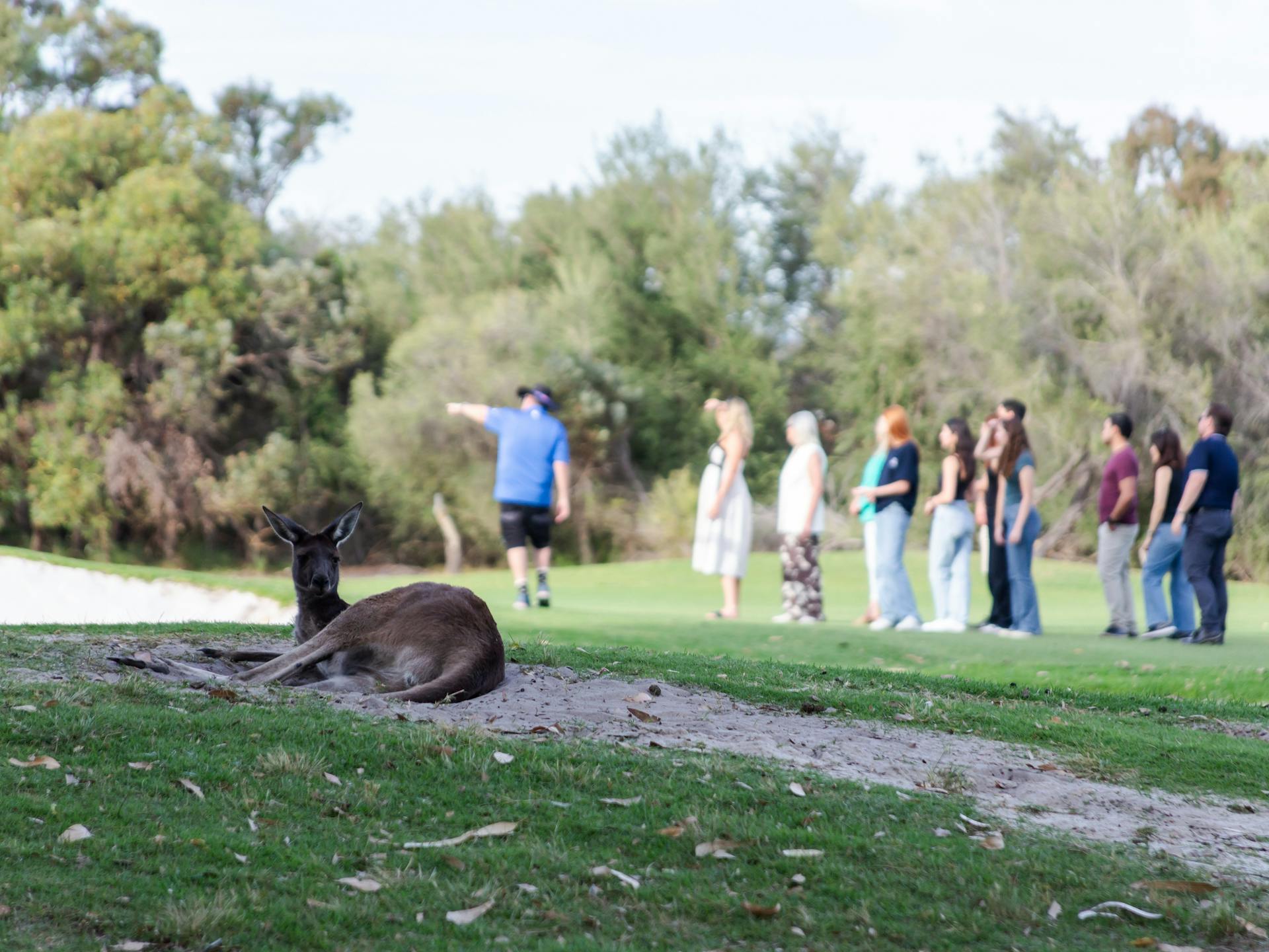 Kangaroo Safari at The Vines Resort in The Vines - The Fold: Your Guide ...
