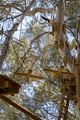 TreeClimb Salisbury - Adelaide, Attraction | South Australia
