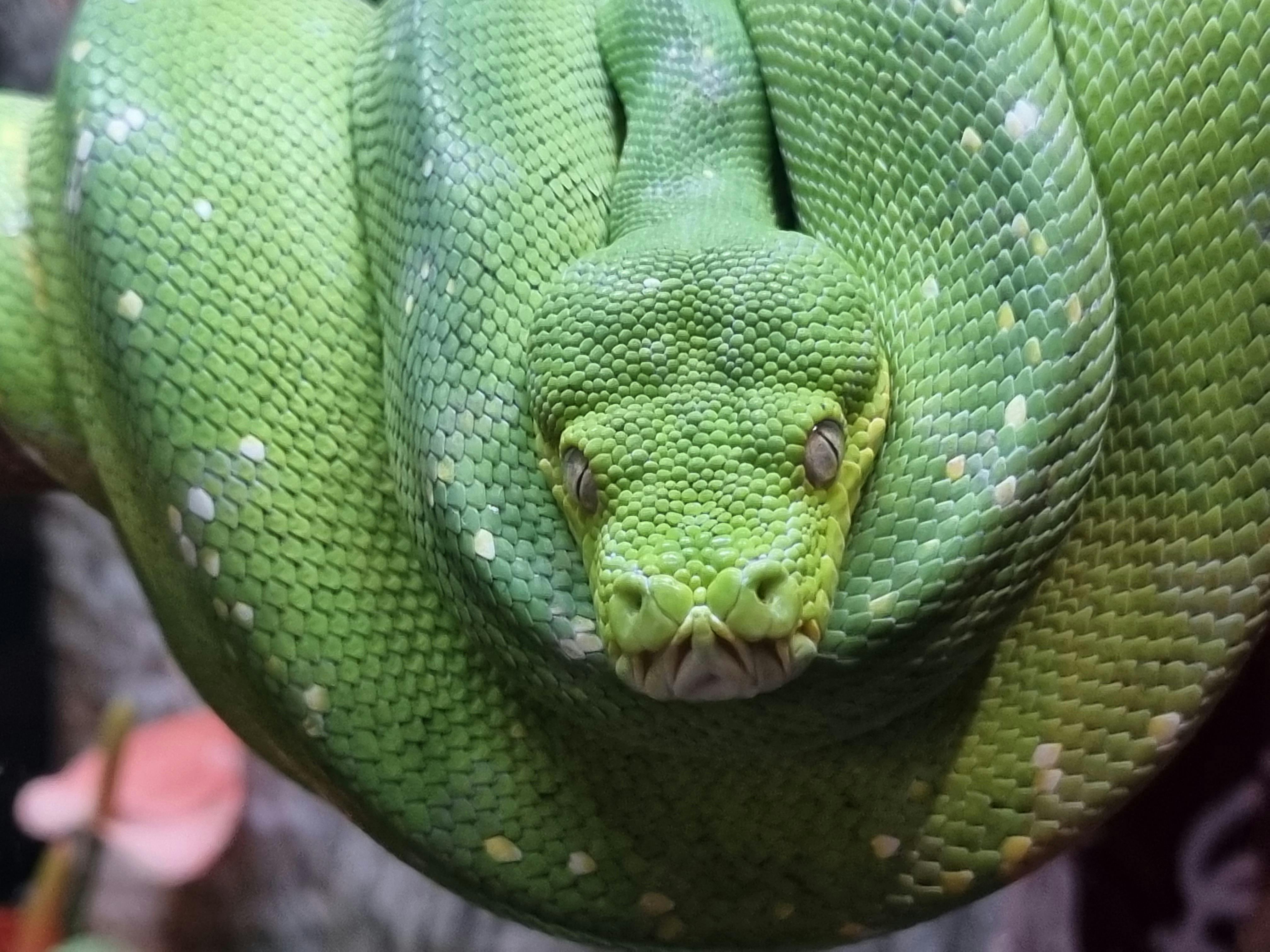 Petacular Mt Ommaney