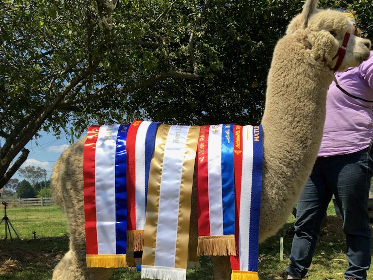 Australian Alpaca Farm | Sydney, Australia - Official Travel ...