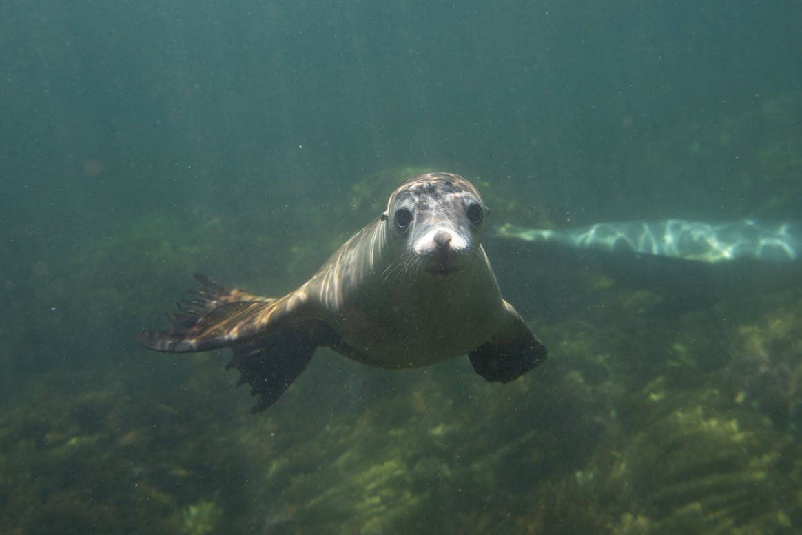 Research and Discovery Coastal Tours, Kangaroo Island (RAD KI ...
