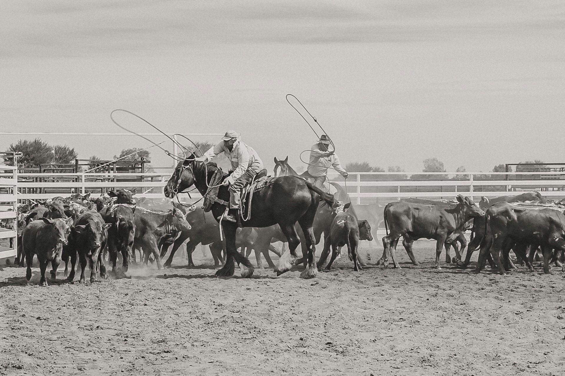 Jundah Bronco Branding And Bullock Ride | Events | Queensland