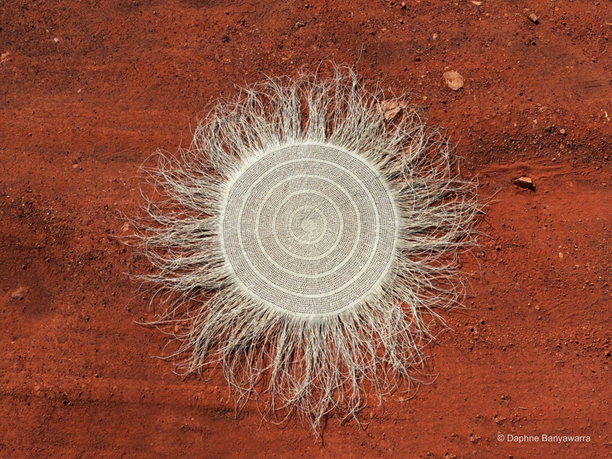 Experience Adelaide | 2026 Waterhouse Natural Science Art Prize…
