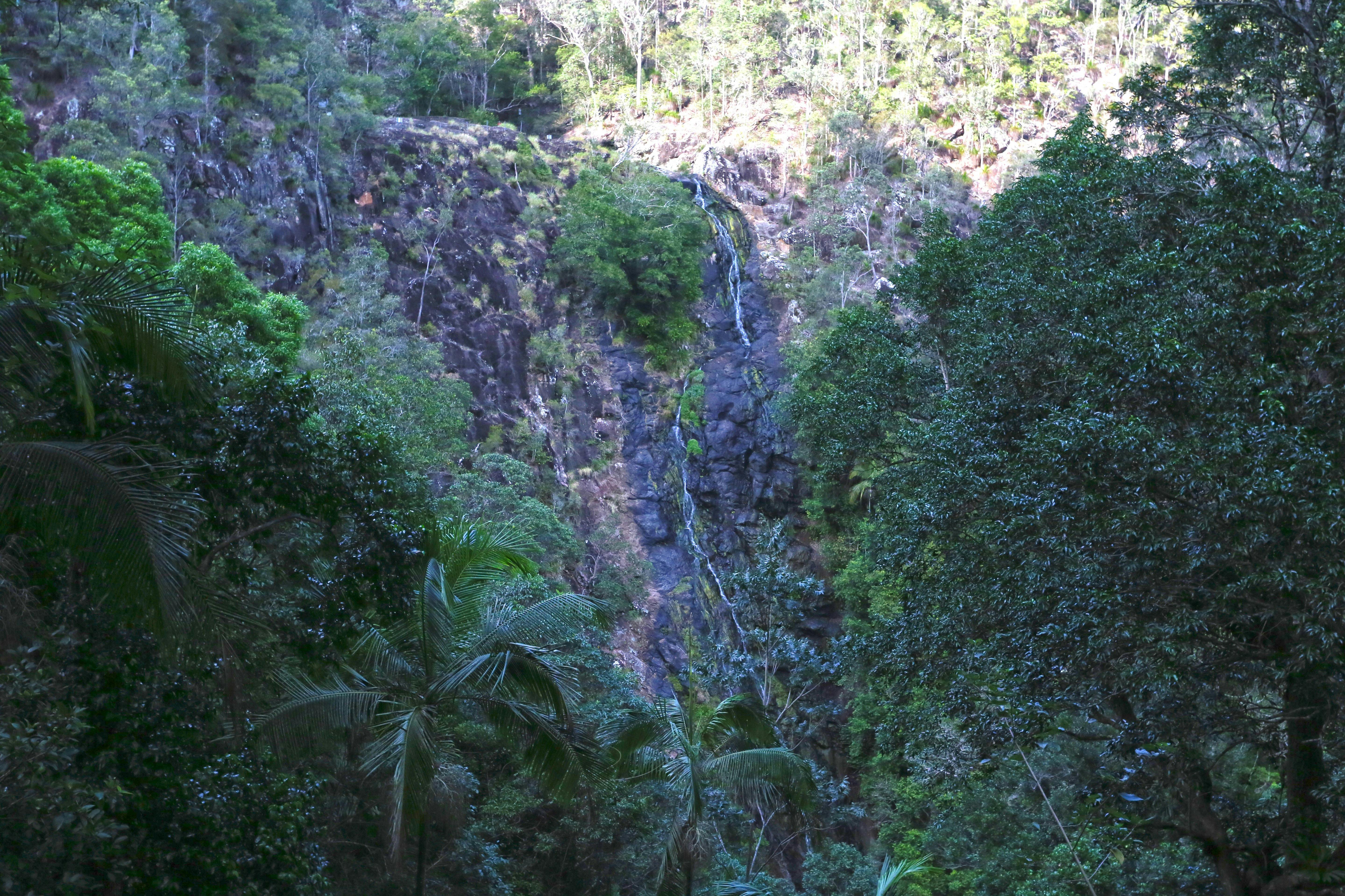 Kondalilla Falls Circuit Kondalilla National Park | Journeys | Queensland