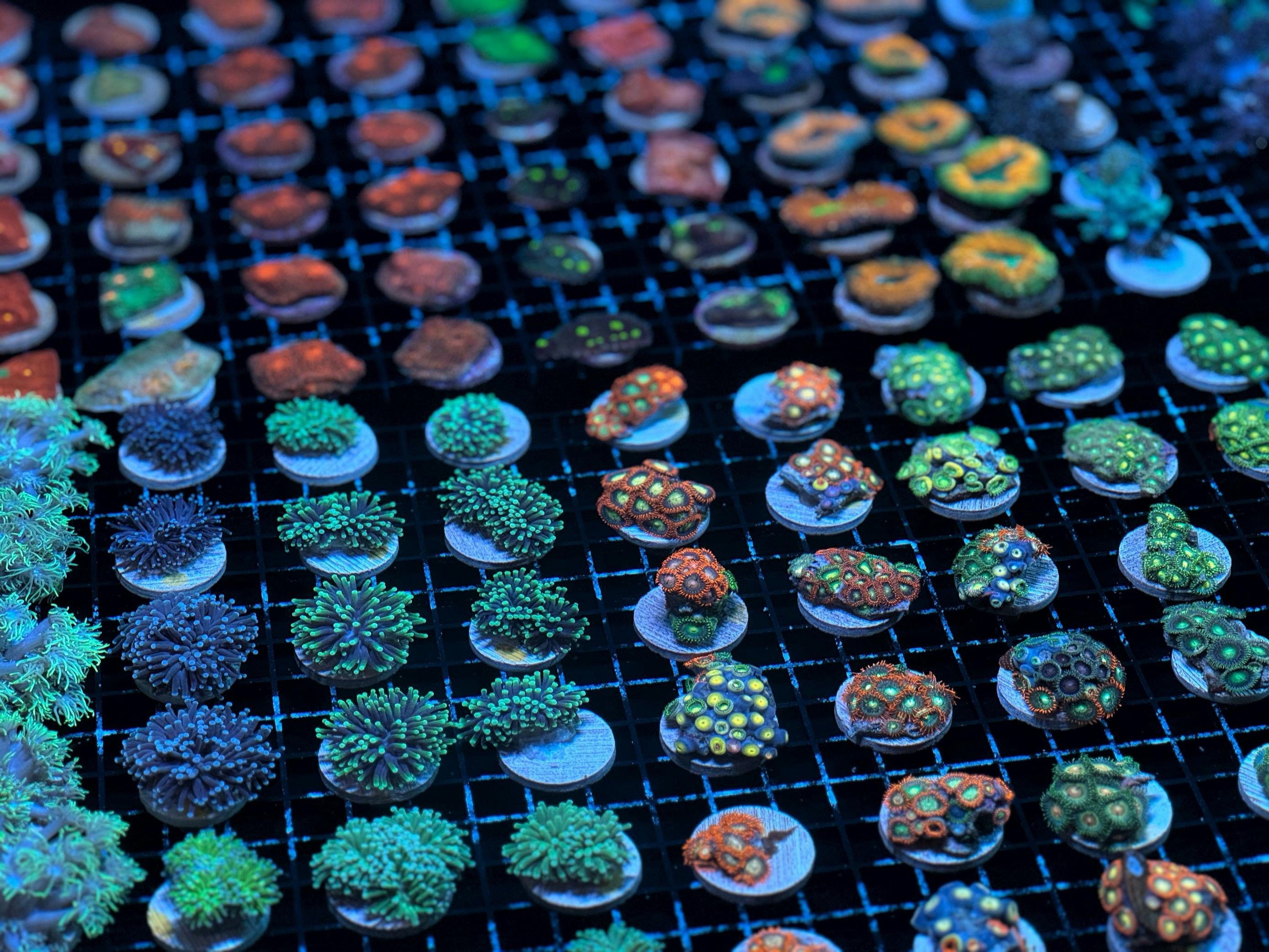 Monsoon Aquatics Coral Farm Tours | Tours | Queensland