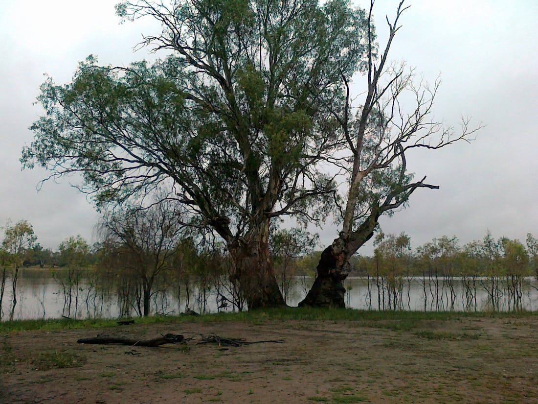 Morgan Conservation Park - Cadell, Attraction | South Australia