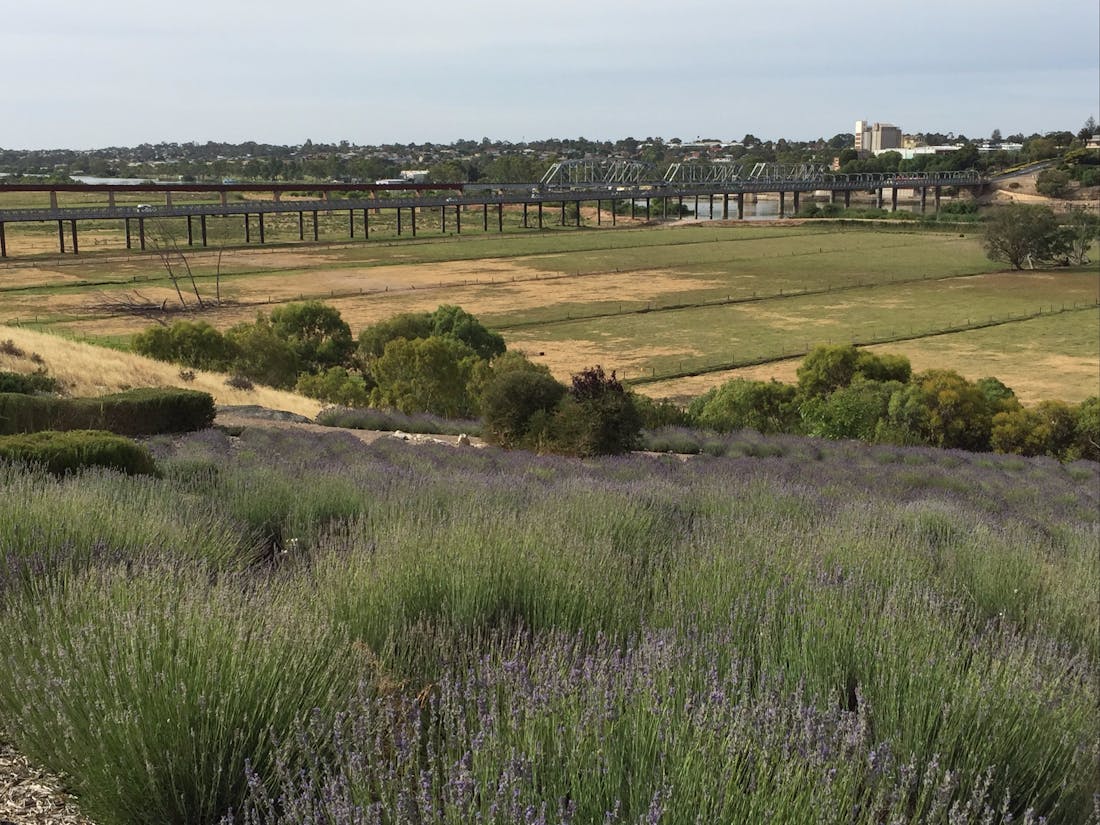 Brayfield Cottage - Murray Bridge, Accommodation | South Australia