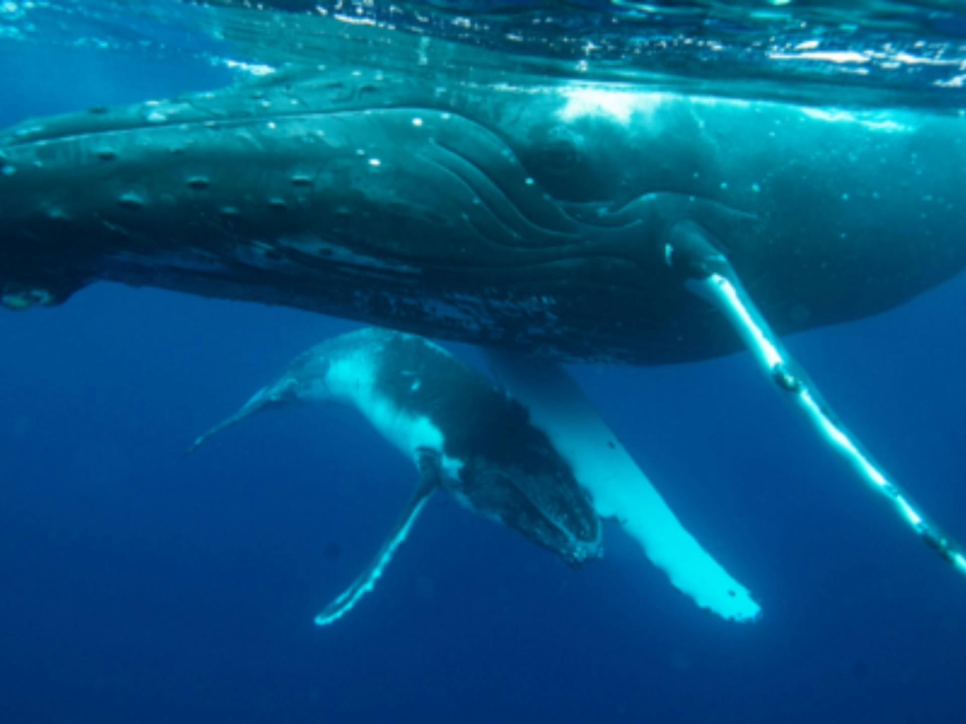 Whale Super Highway - Immersive Worlds in Adelaide - The Fold: Your ...
