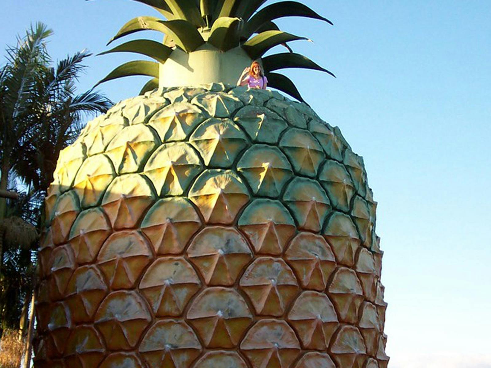 The Big Pineapple | Browse and Book Nearby Caravan Parks