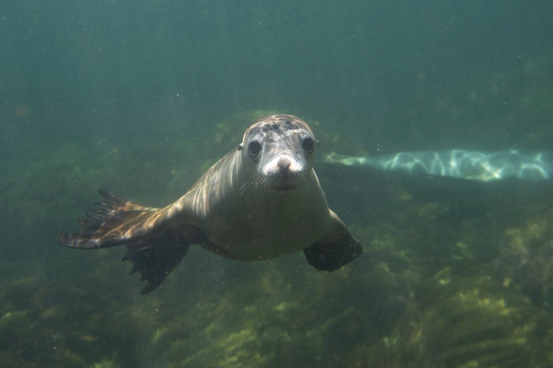 Ocean & Earth Expedition - Stokes Bay, Tour Service | South Australia