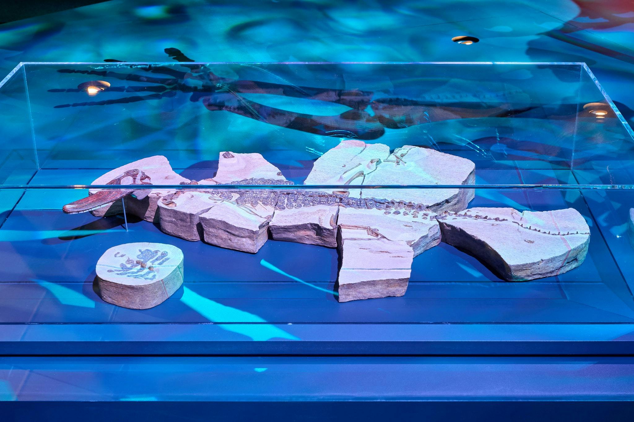 Croc! Lost Giants to Living Legends