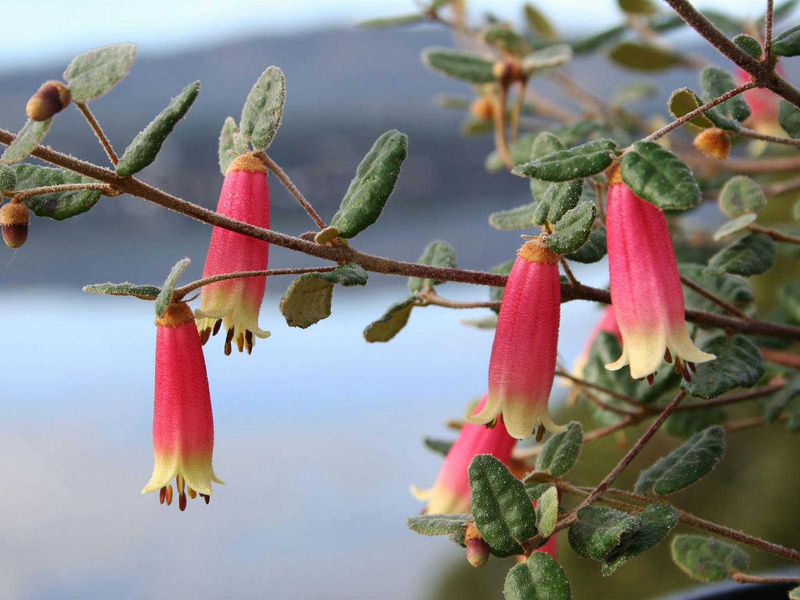 Inverawe Native Gardens - Discover Tasmania