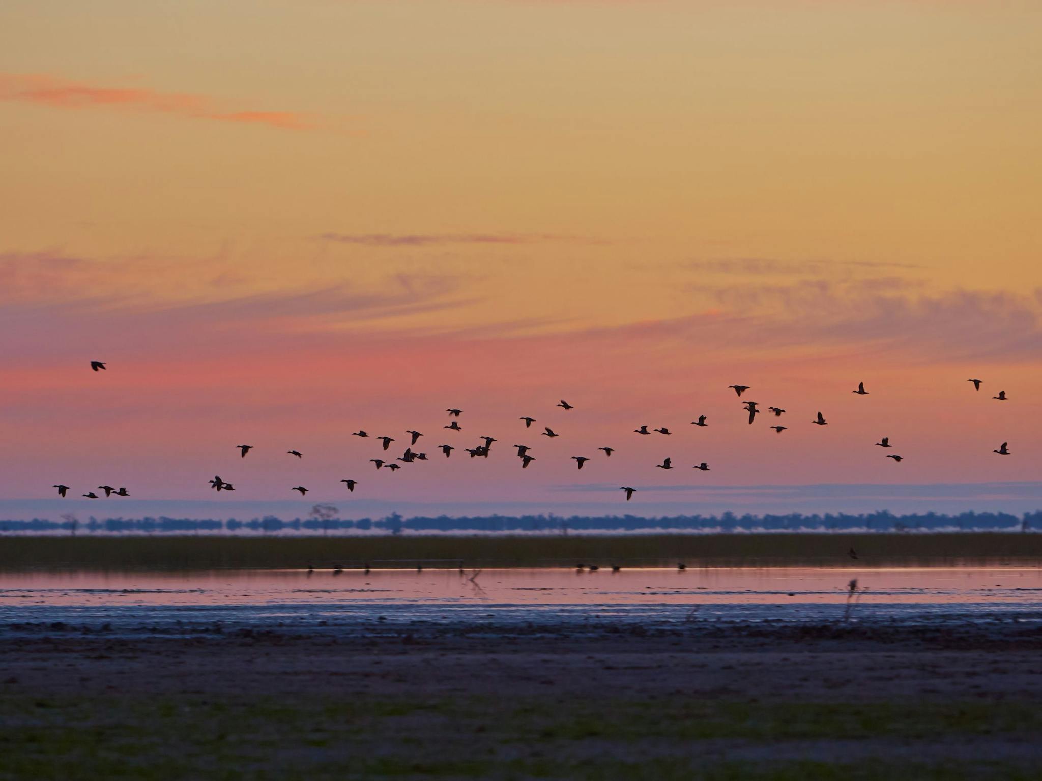 Lake Cowal | NSW Holidays & Accommodation, Things to Do, Attractions ...