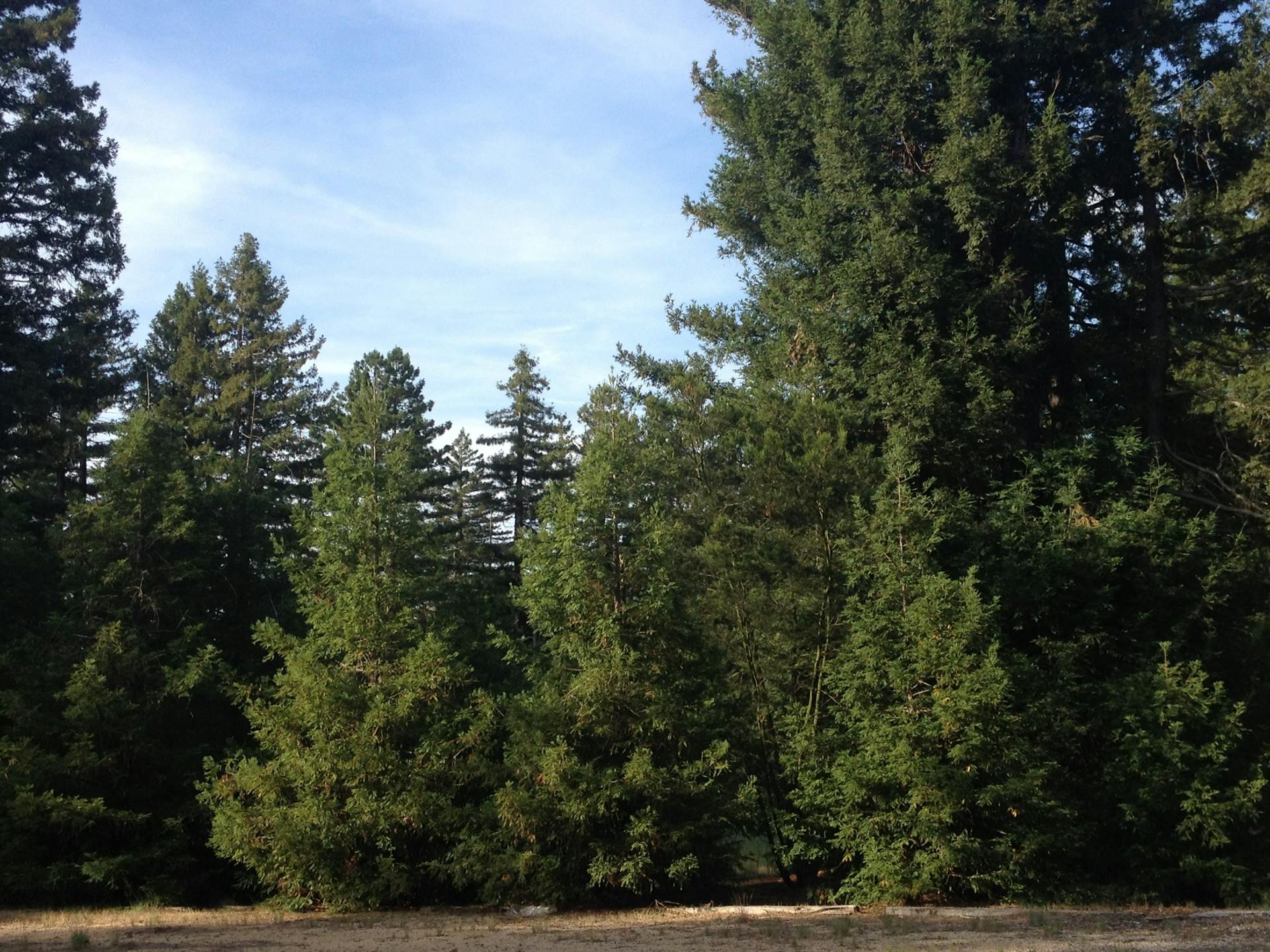 Pialligo Redwood Forest in Pialligo - The Fold: Your Guide to ...