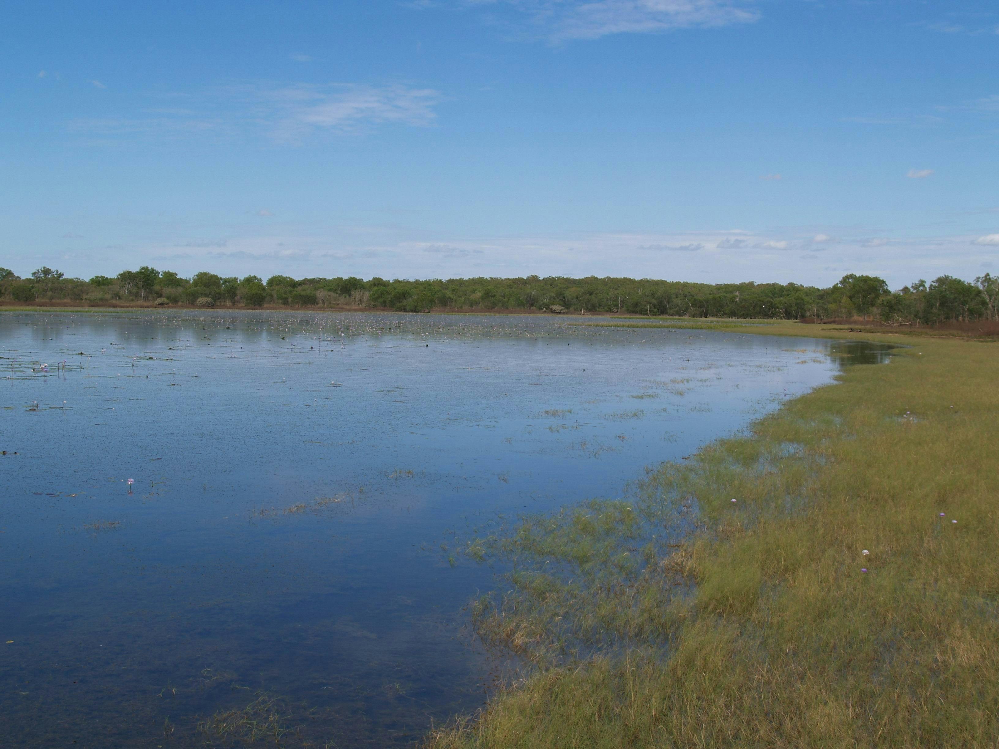 Bird Billabong | Things to do in Mary River