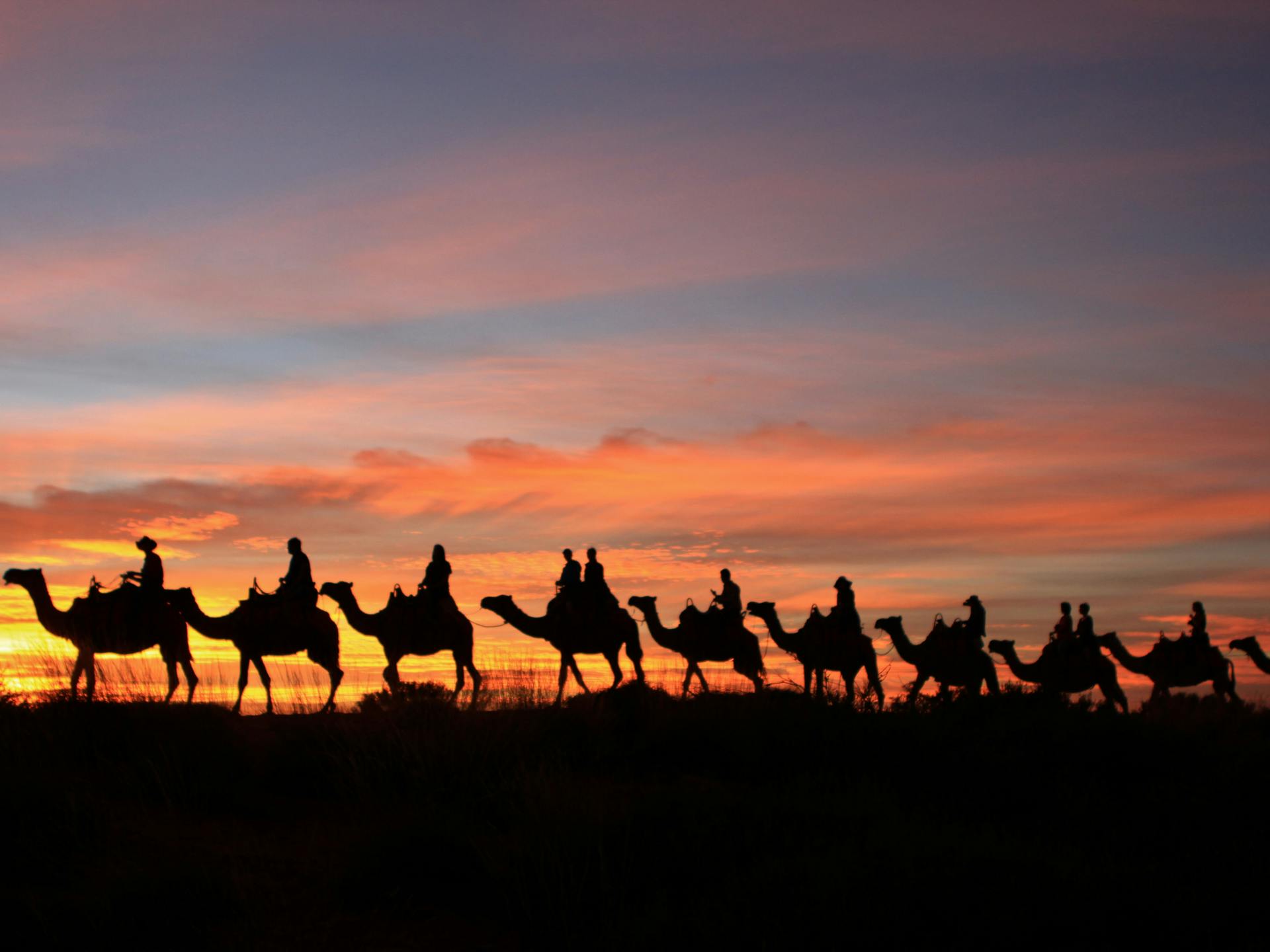 Uluru Camel Tours in Yulara - The Fold: Your Guide to Everything ...