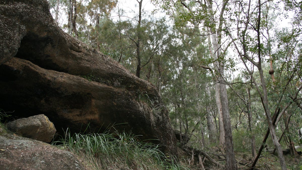 Springwood Conservation Park | Attractions | Queensland