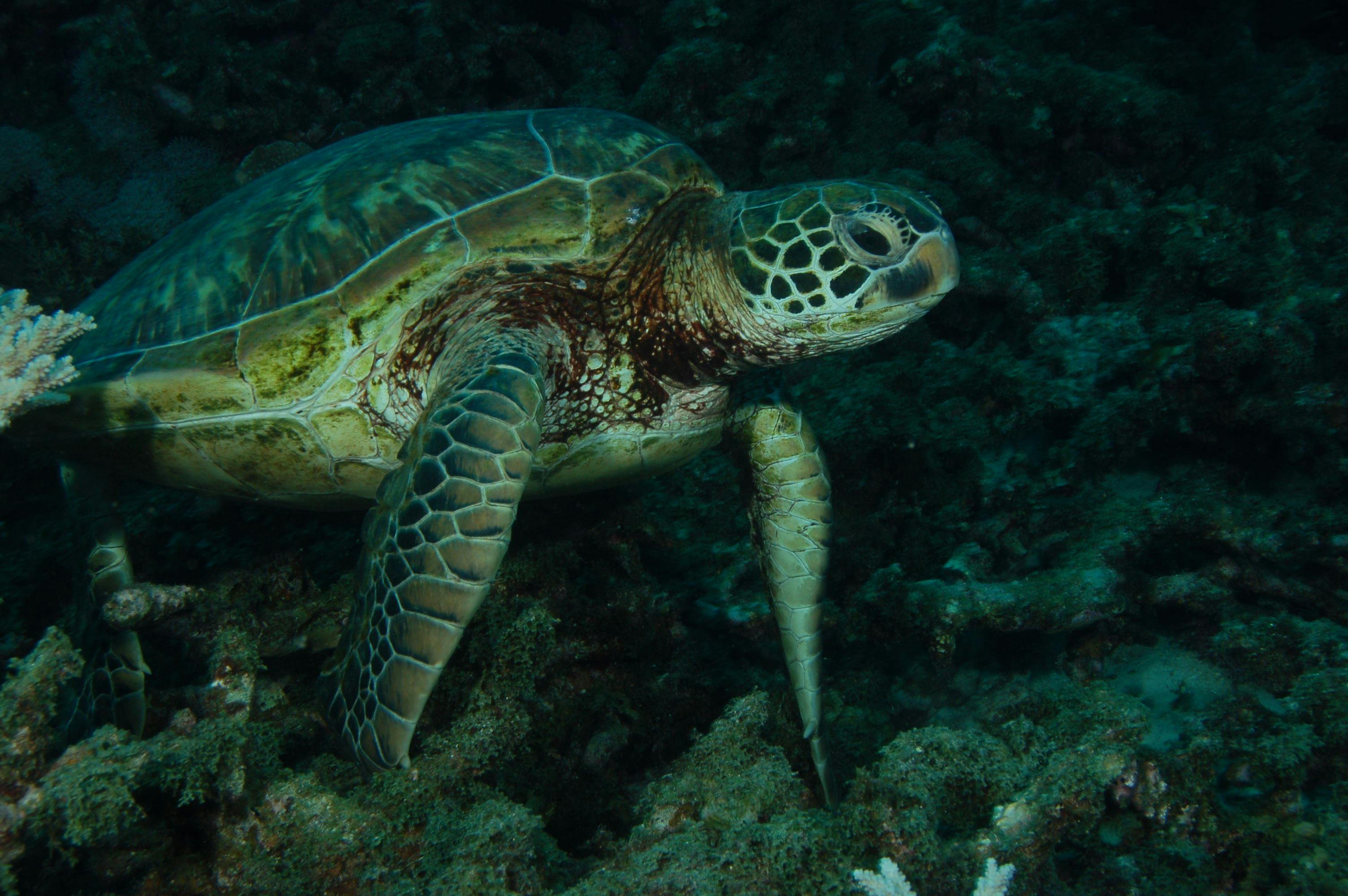 Turtle Alley Dive Site | Attractions | Queensland