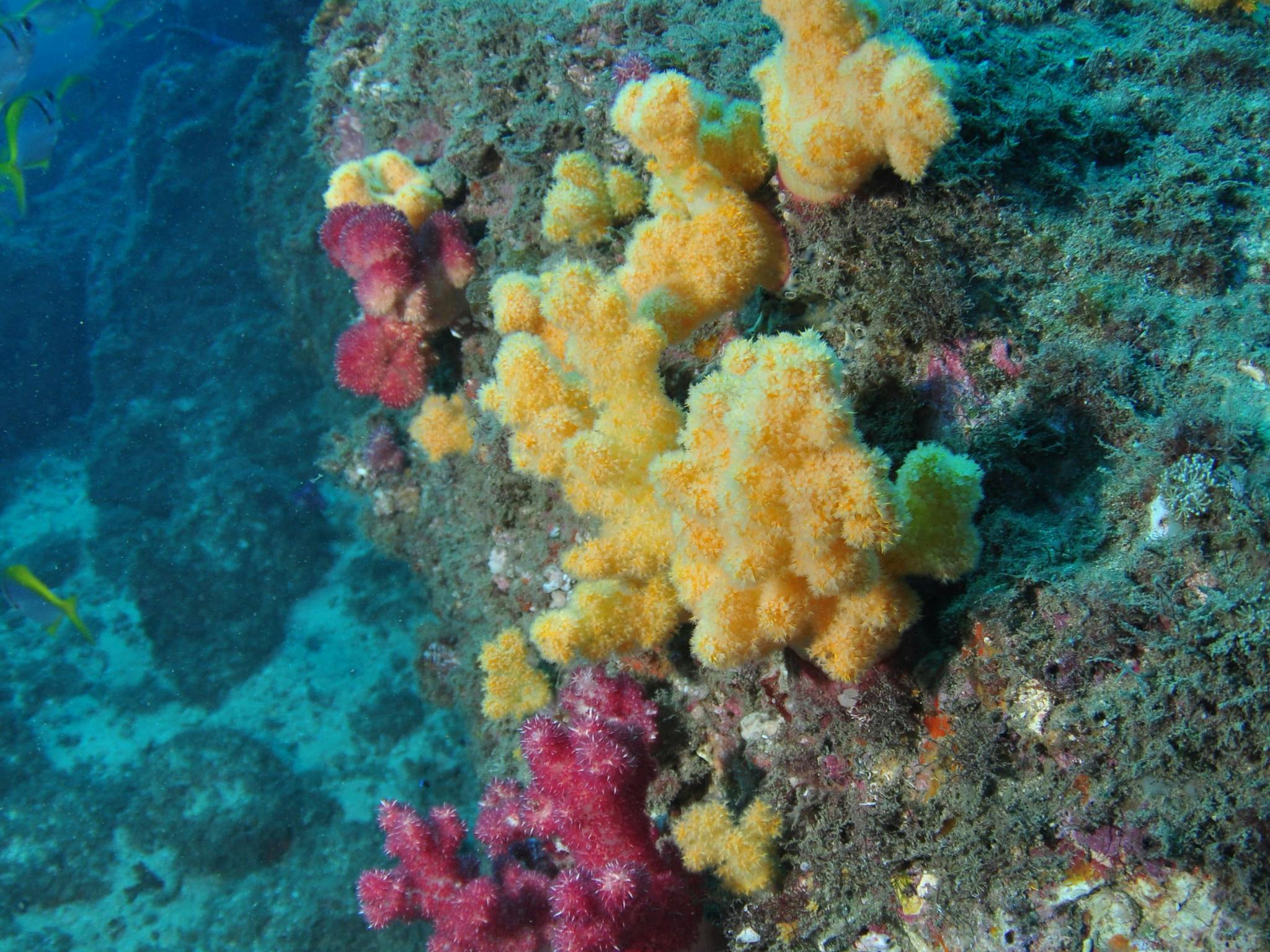 Shag Rock Dive Site | Attractions | Queensland