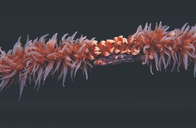 Great Detached Reef | Cairns & Great Barrier Reef